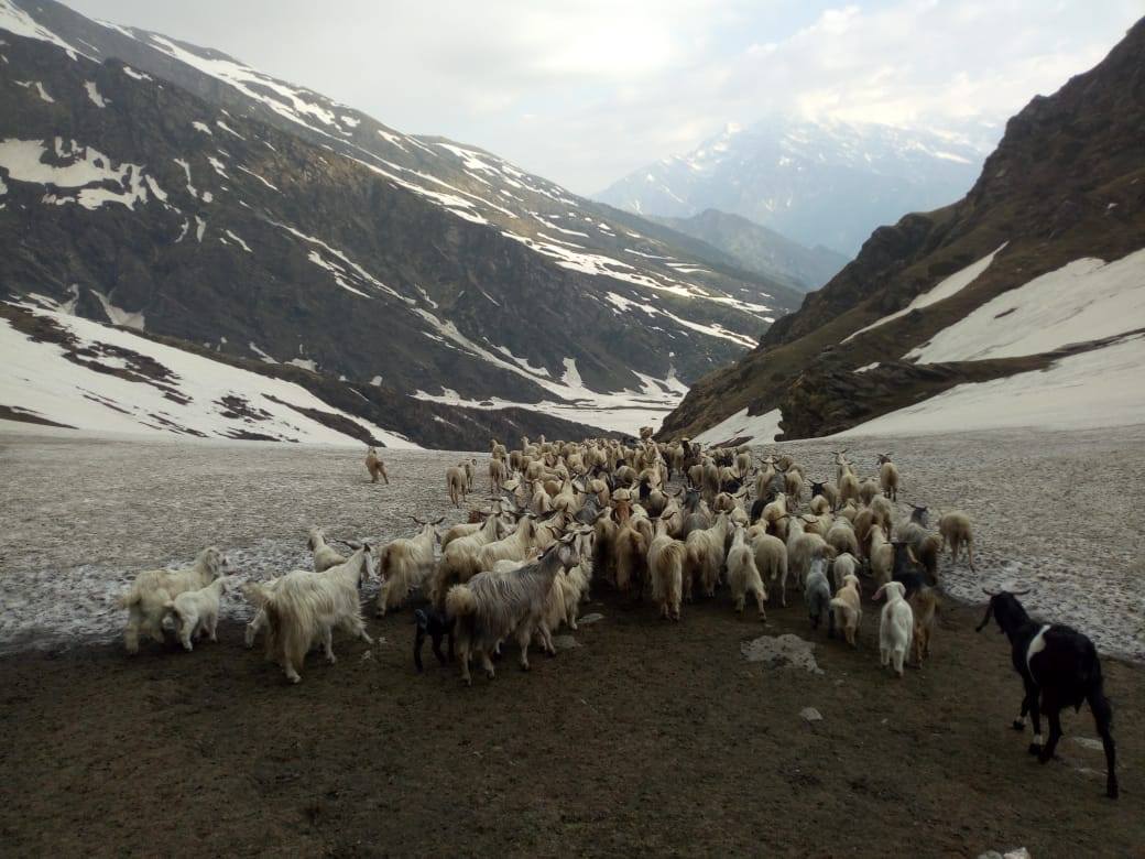 All you need to know about Jalsu pass trek | Updates 2025 | ShepherdTrail